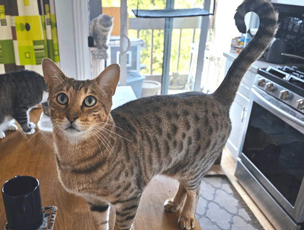 All You Need to Know About Cat Tail Language - Starlight Veterinary ...