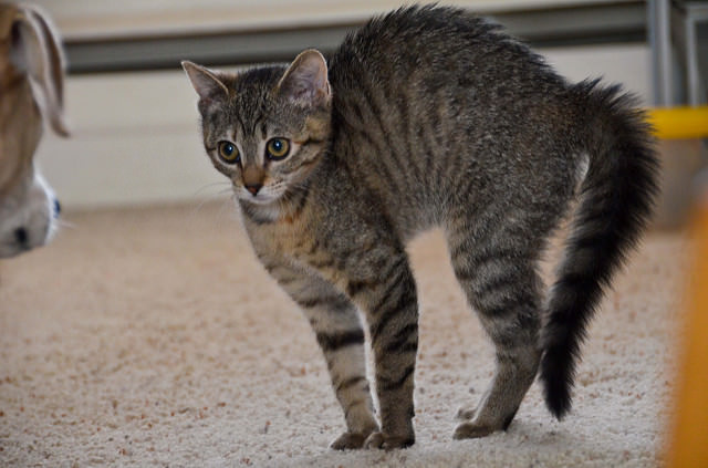 All You Need to Know About Cat Tail Language - Starlight Veterinary ...